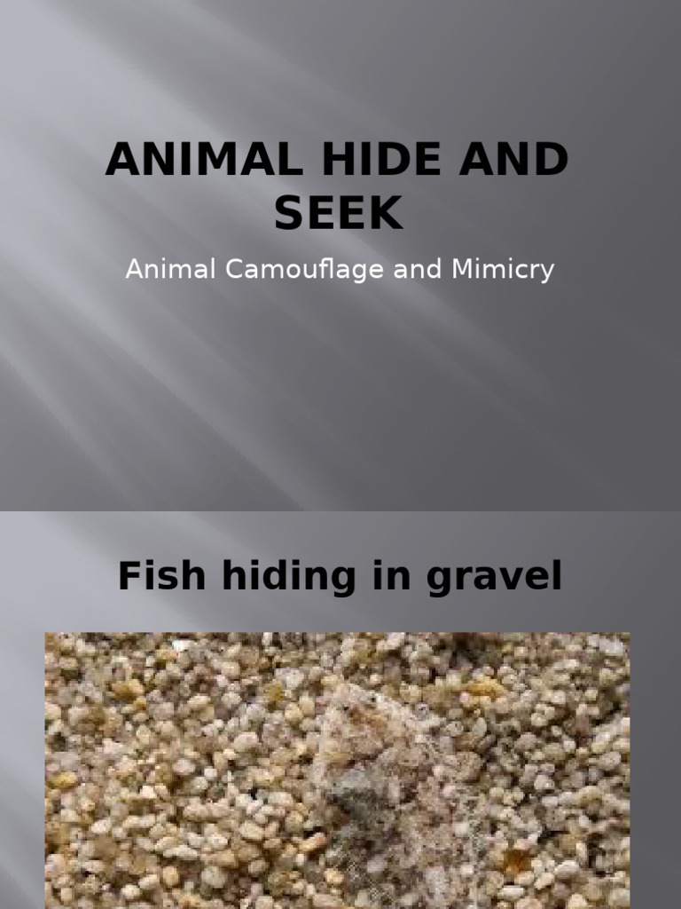 Animal Hide and Seek | PDF