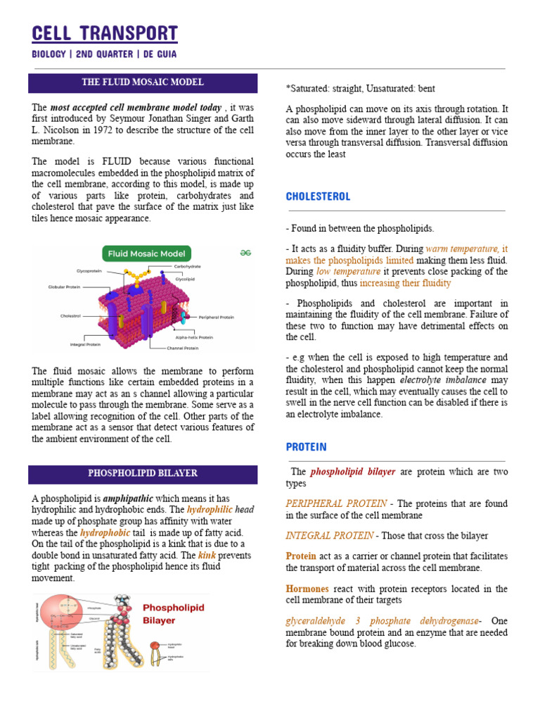 CELL TRANSPORT BIO 2ND QUARTER | PDF | Cell Membrane | Cell (Biology)
