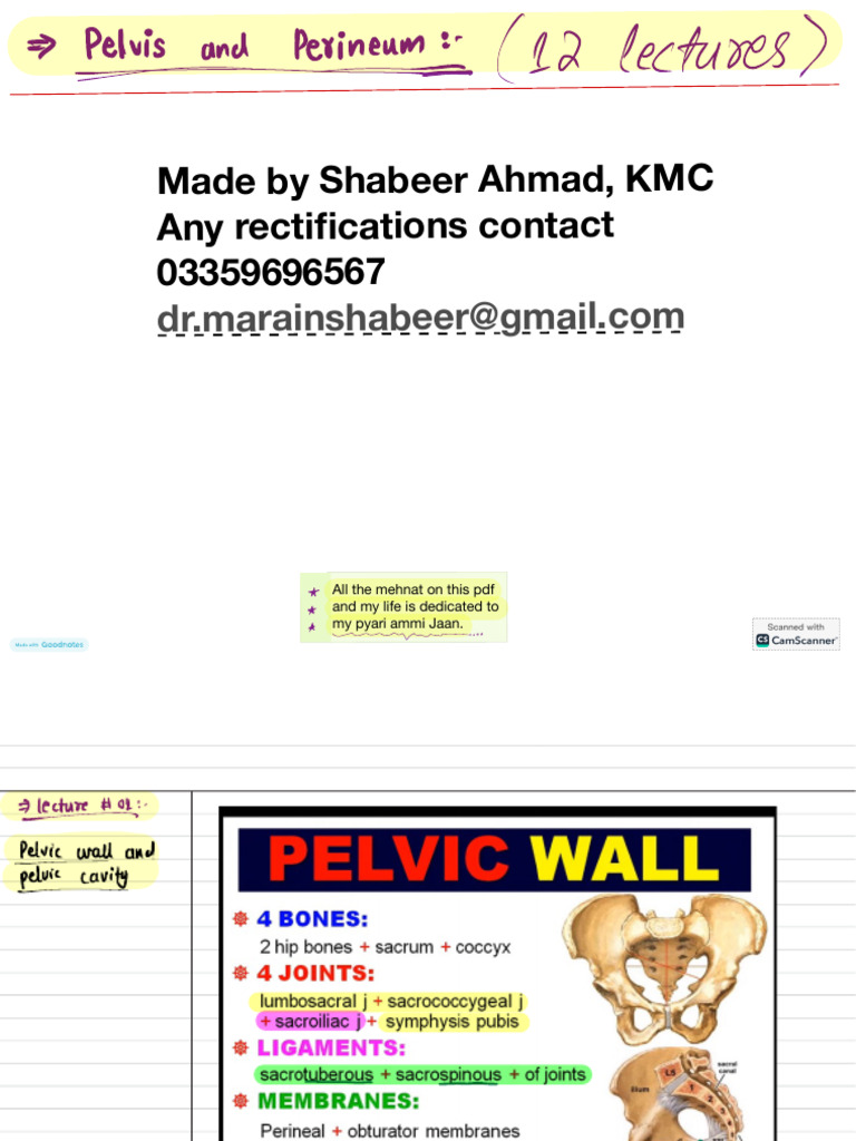 Anatomy of Pelvic Muscles and Vessels | PDF | Anatomy | Pelvis