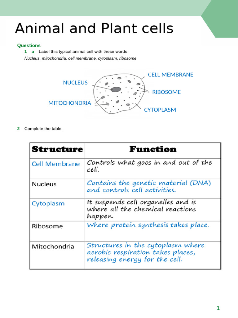 L2-Animal-and-Plant-Cells-MS | PDF | Cell (Biology) | Chloroplast