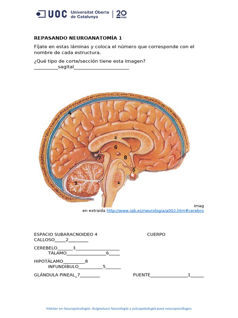 Actividad Neuroanatom-a PEC 1 | PDF