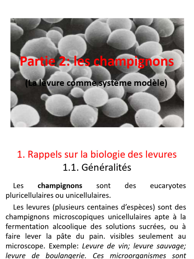 Partie 2 Les Champignons | PDF | Levure | Épissage