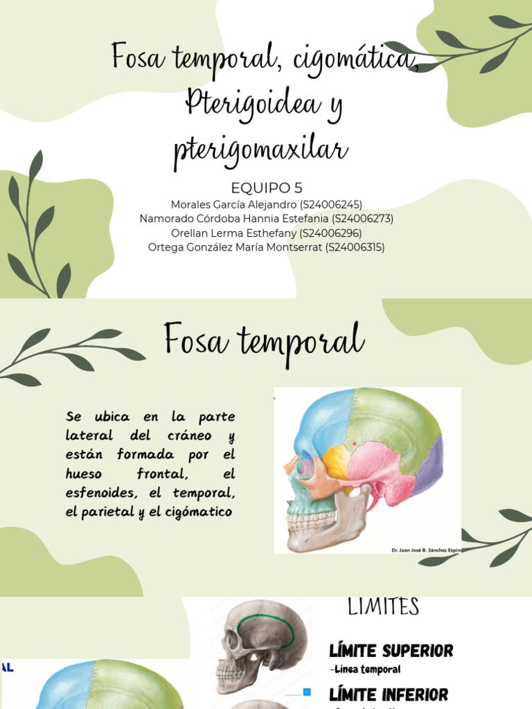 Fosa Cigomática Pterigomaxilar y Tiroidea - 20241015 - 172046 - 0000 ...