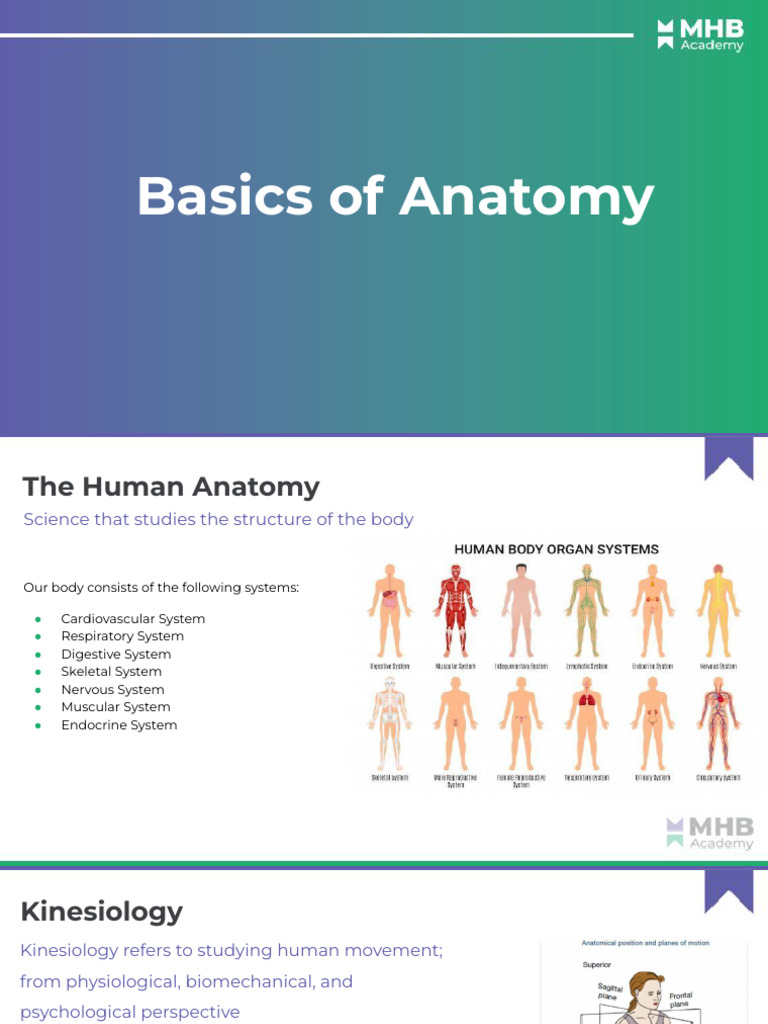 Understanding Human Anatomy Basics | PDF | Cellular Respiration ...