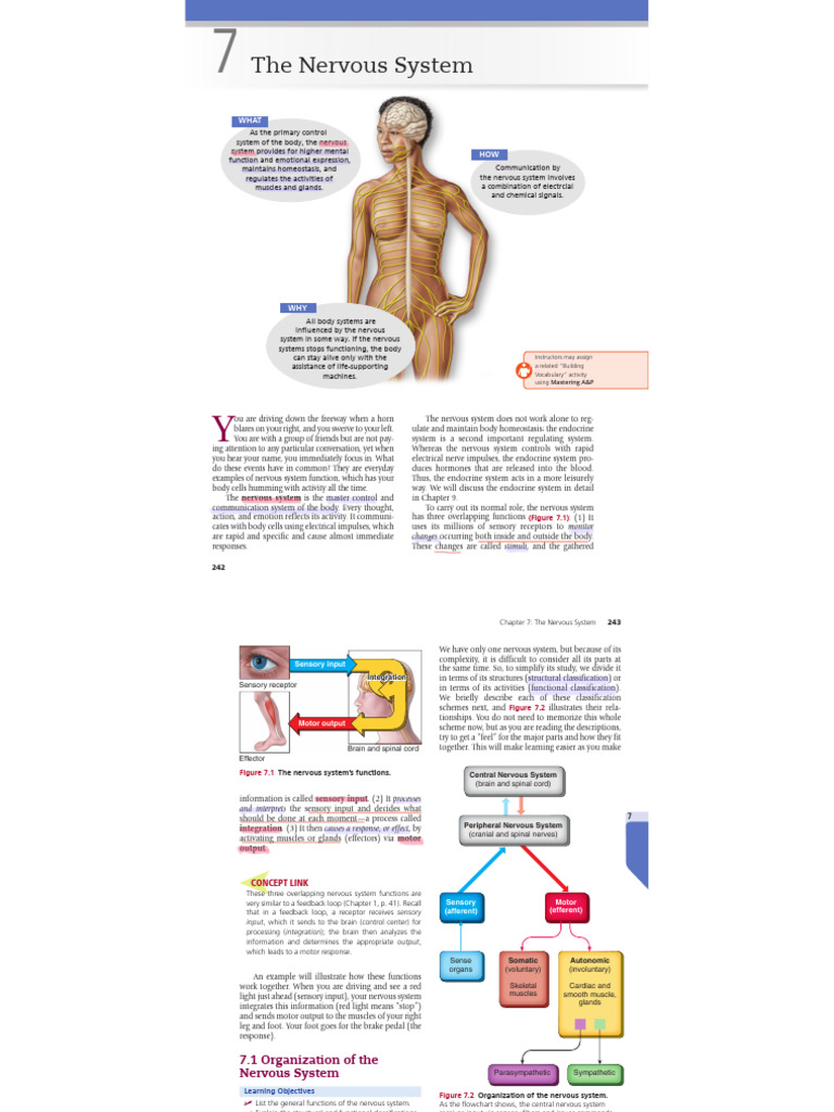 Chapter 7 | PDF | Axon | Neuron