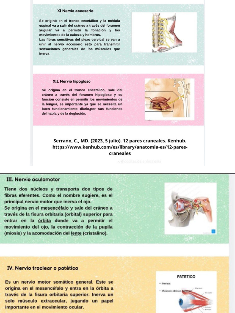 12 Nervios Craneales | PDF