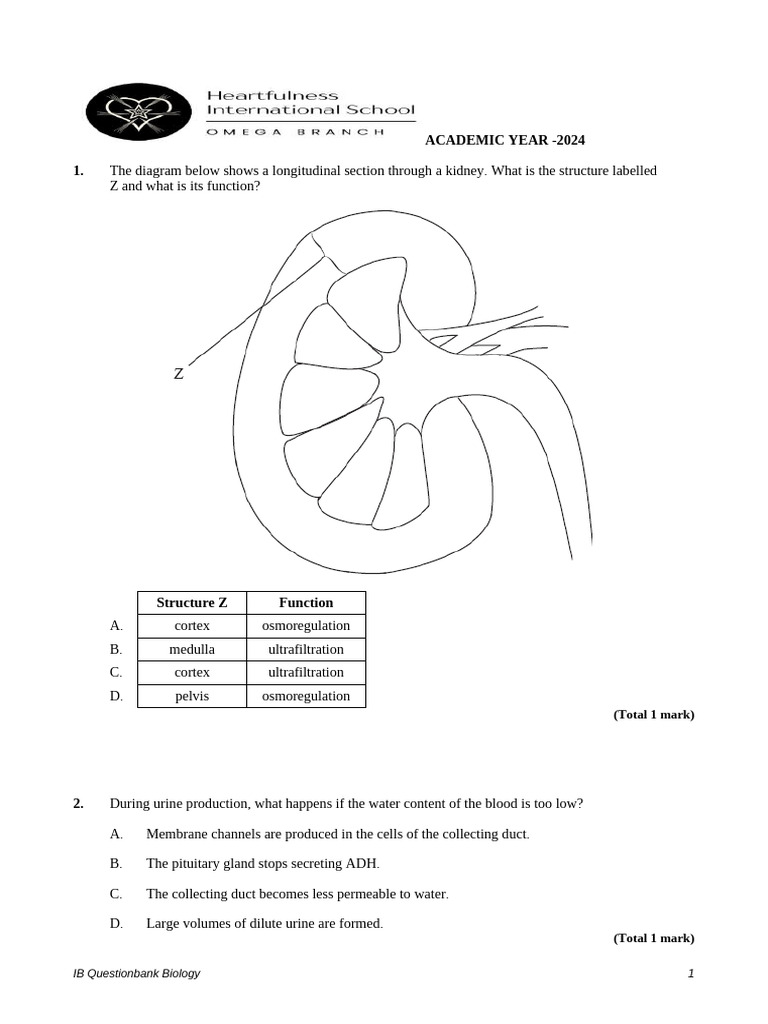 kidney worksheet | PDF | Kidney | Urinary System