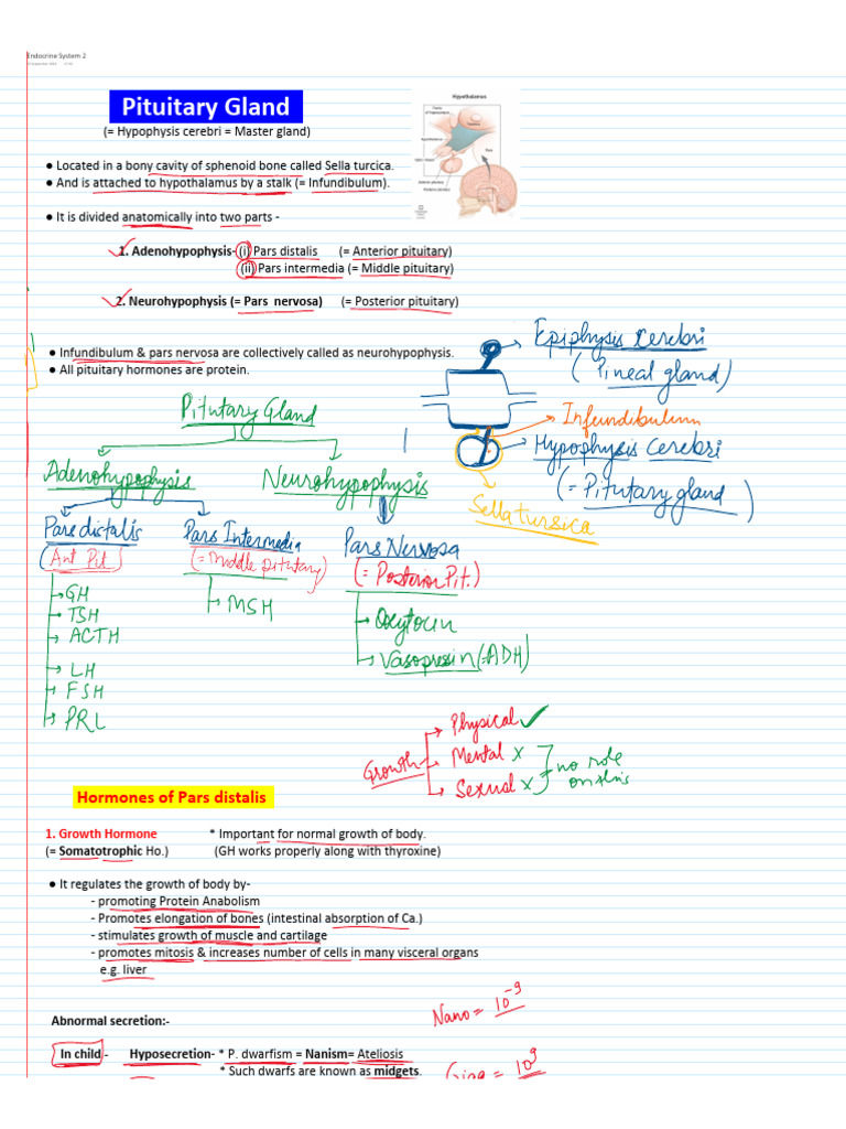 Endocrine System 2 | PDF | Luteinizing Hormone | Pituitary Gland