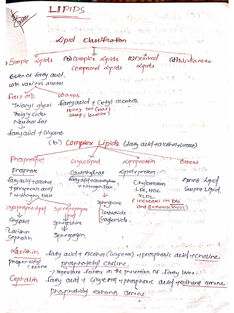 Lipids | PDF