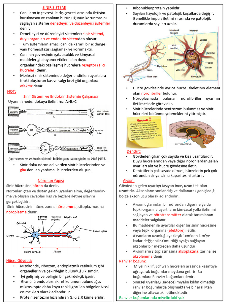 Sınıf Biyoloji Sinir Sistemi Konu Özeti PDF | PDF