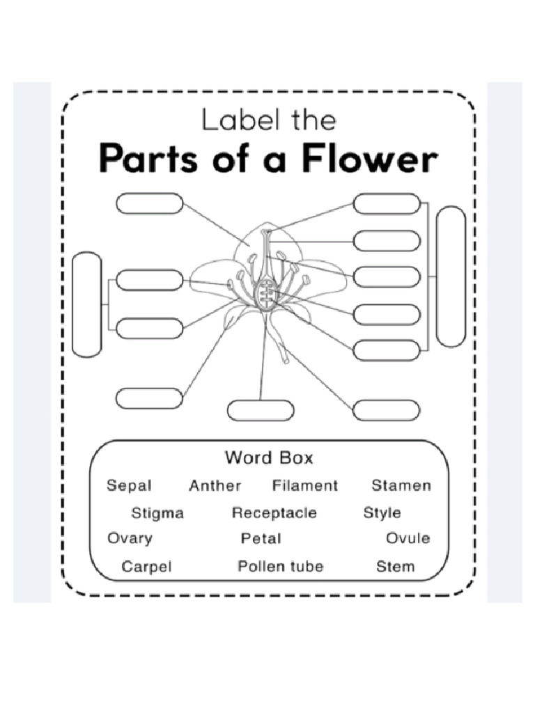 Class 6A and 6B (Science) Diagram Practice | PDF
