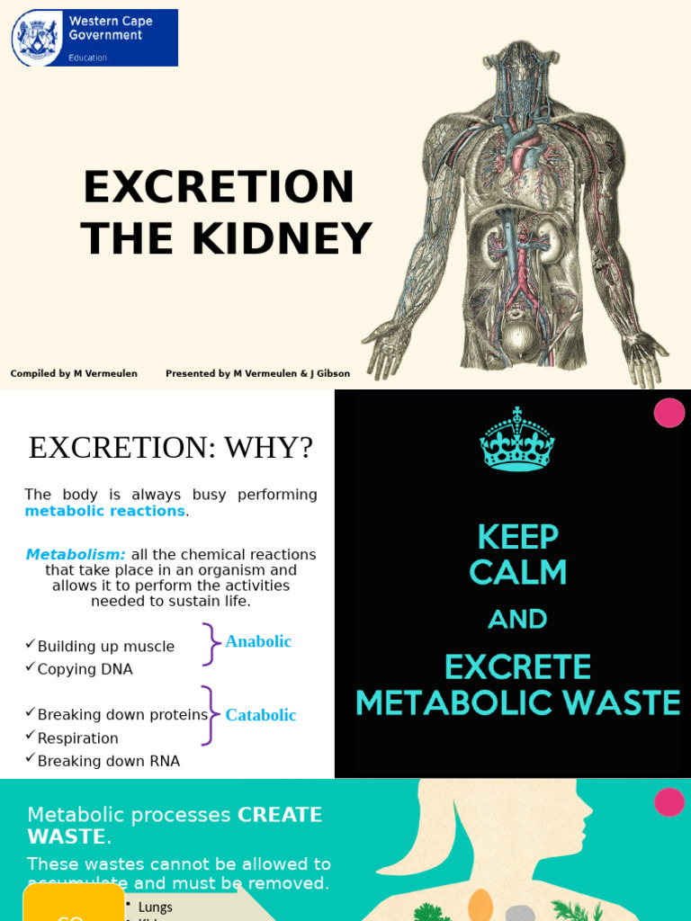 Kidney Function and Excretion Process | PDF | Kidney | Urinary System