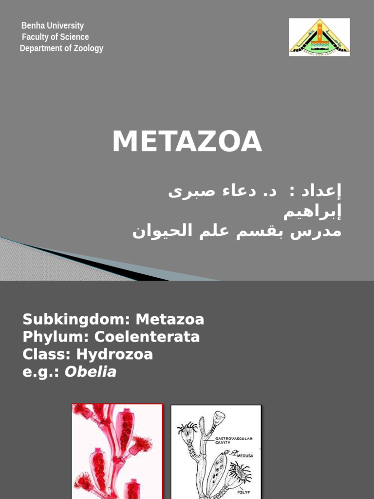Metazoa: Jellyfish Structure & Reproduction | PDF