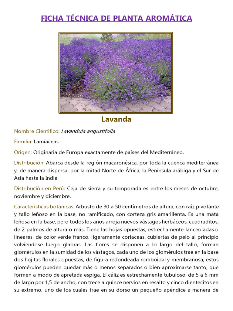 Ficha Técnica de Planta Aromática | PDF | Lavandula | Aromaterapia