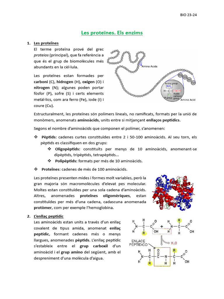 Les Proteïnes. Els Enzims | PDF