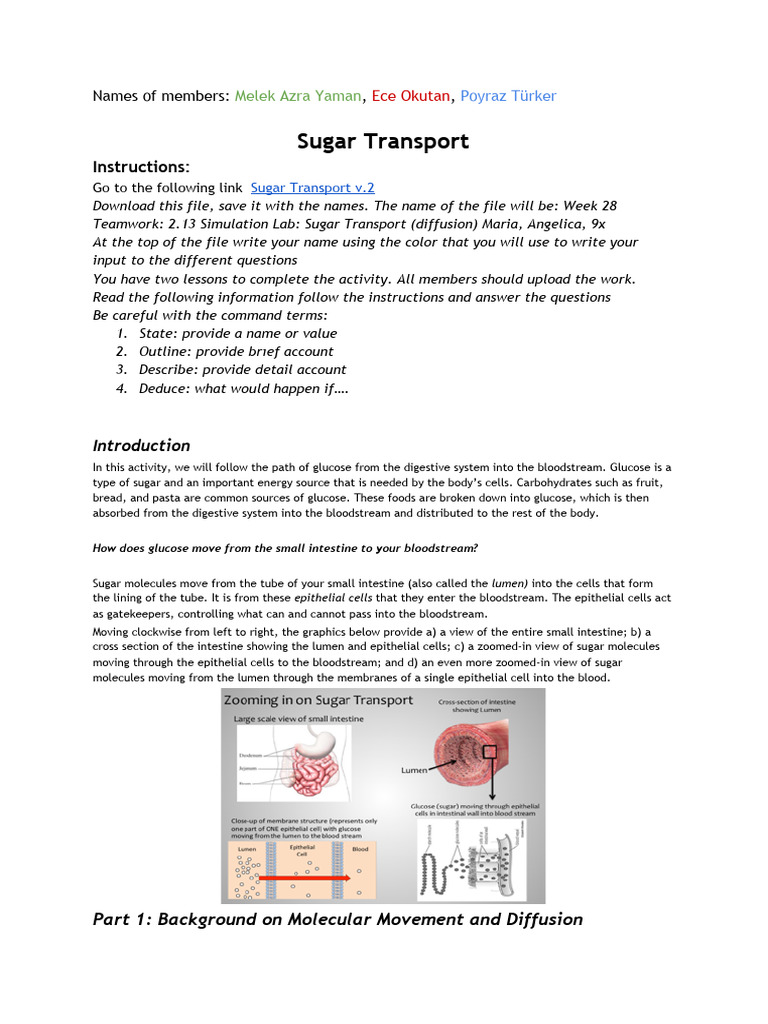 Sugar Transport: Instructions | PDF | Diffusion | Glucose