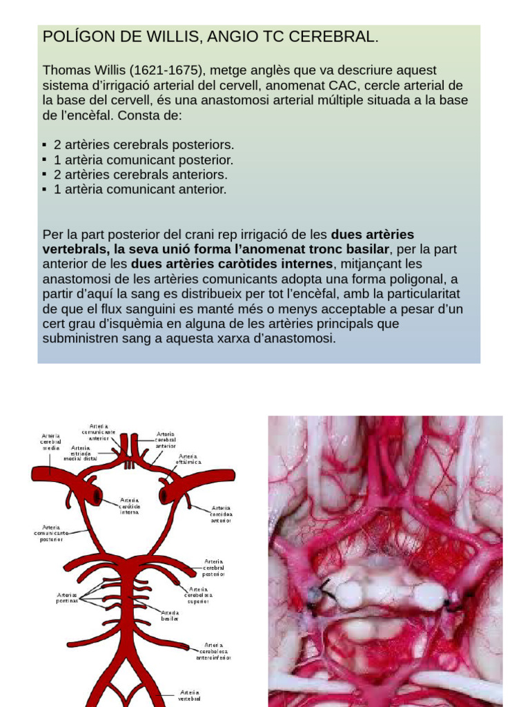 Polígon de Willis | PDF