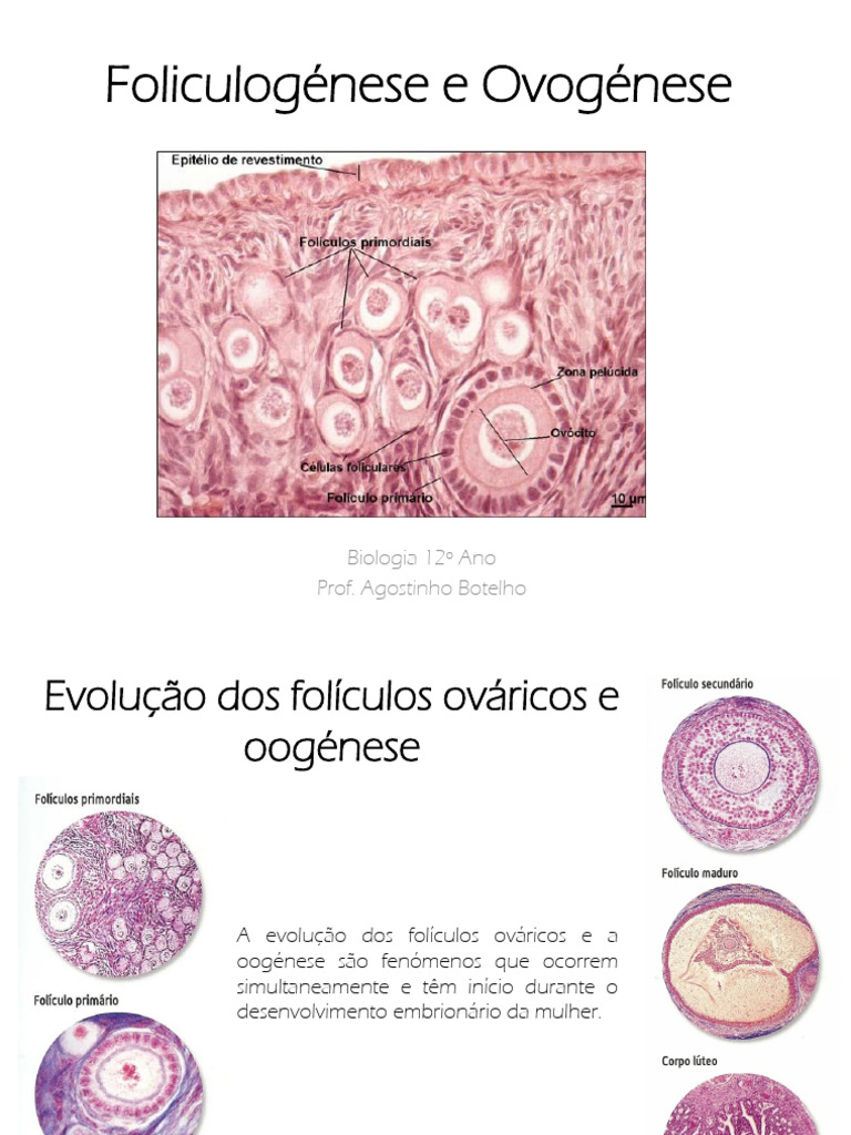 Foliculogénese e Ovogénese | PDF | Ovário | Sistema endócrino