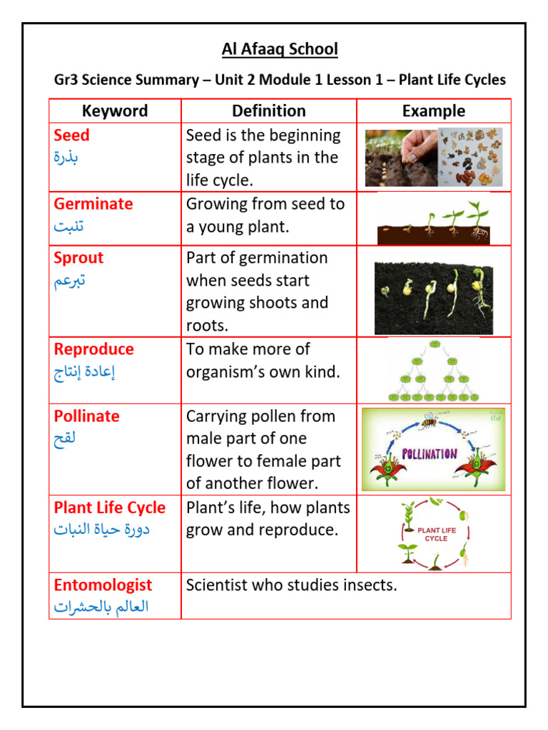 ملخص درس Plant Life Cycles العلوم منهج انجليزي الصف الثالث | PDF ...