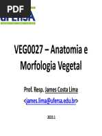 Raízes Adventícias: Exemplos e Funções | PDF | Raiz | Morfologia vegetal