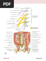 Bilan Articulaire Des Membres Superieur Et Inferieur | PDF | Genou | Articulation (anatomie)