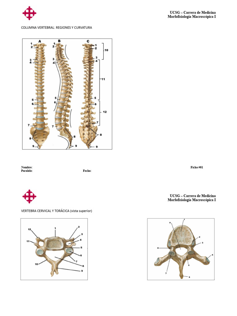 Taller Columna | PDF