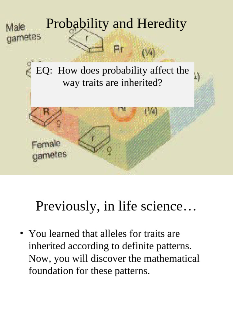 Probability and Heredity 2013 | PDF | Genotype | Zygosity