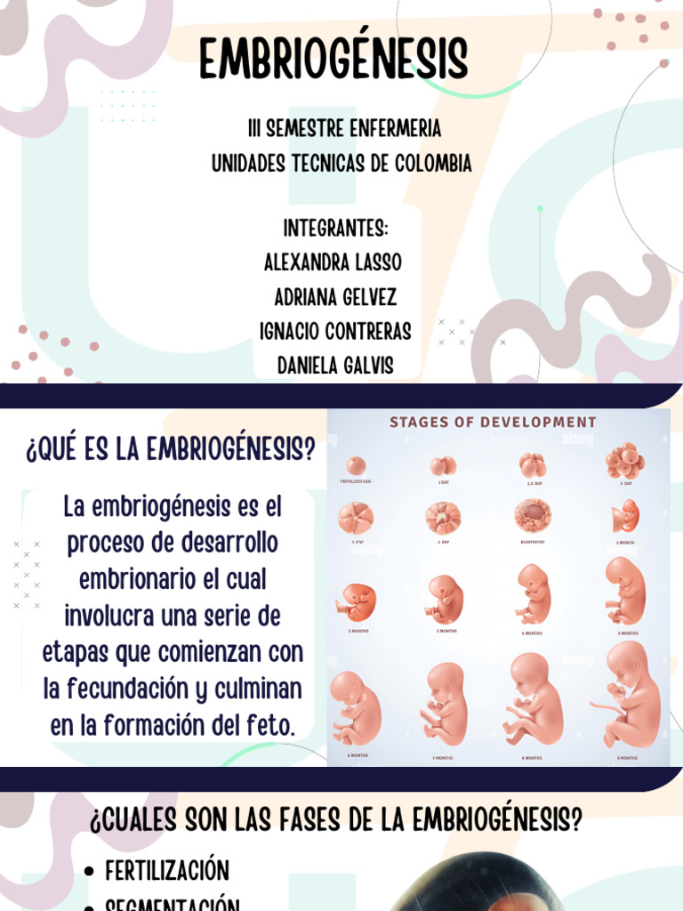 EMBRIOGENESIS | PDF | Embrión | Zoología