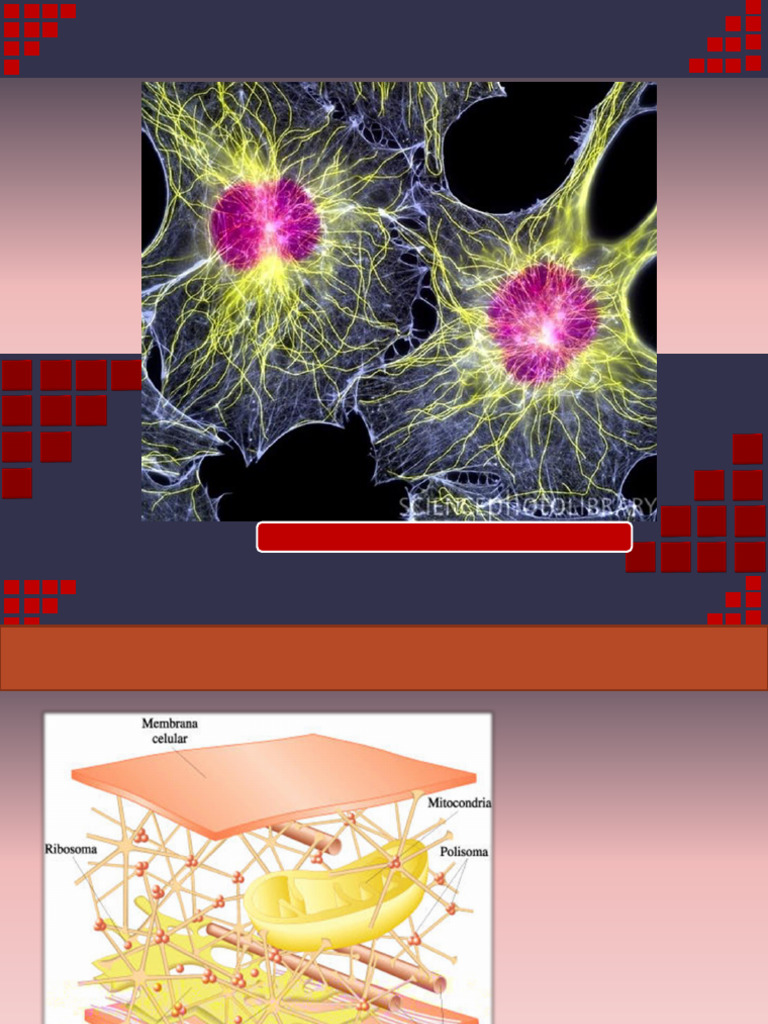 Citoesqueleto2-Cap6 y Anexo | PDF | Microtúbulos | Actina