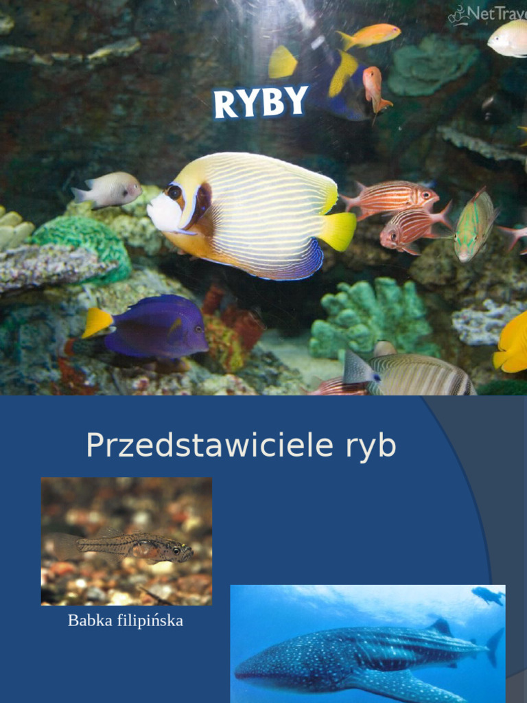 Ryby | PDF