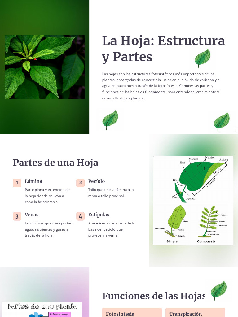Partes y Funciones de las Hojas | PDF | Hoja | Fotosíntesis