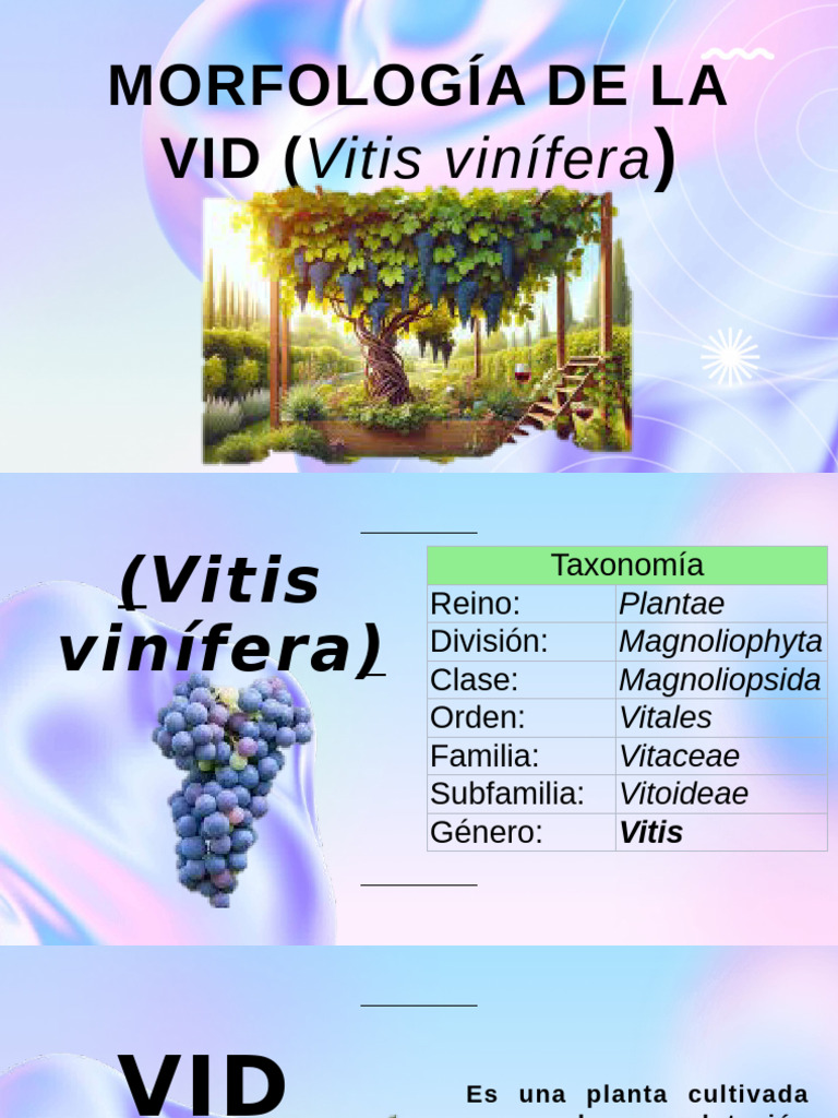 Morfología De La Vid Vitis Vinífera Correccion Pdf Hoja Uva