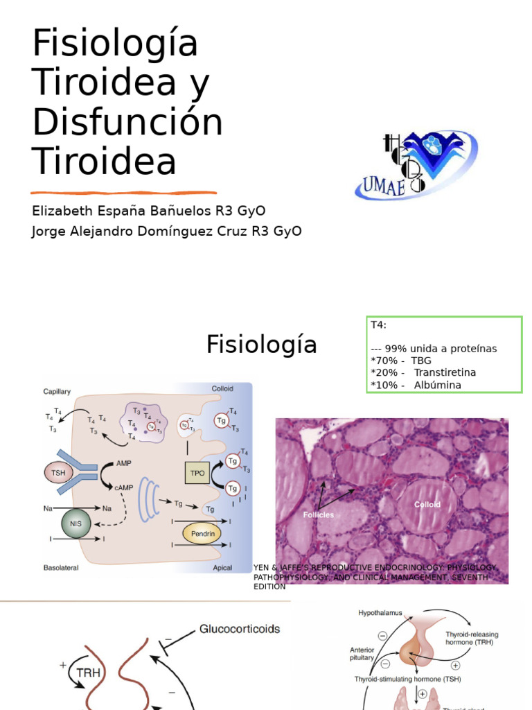 Fisiología Tiroidea y Disfunción Tiroidea | PDF | Hipotiroidismo ...