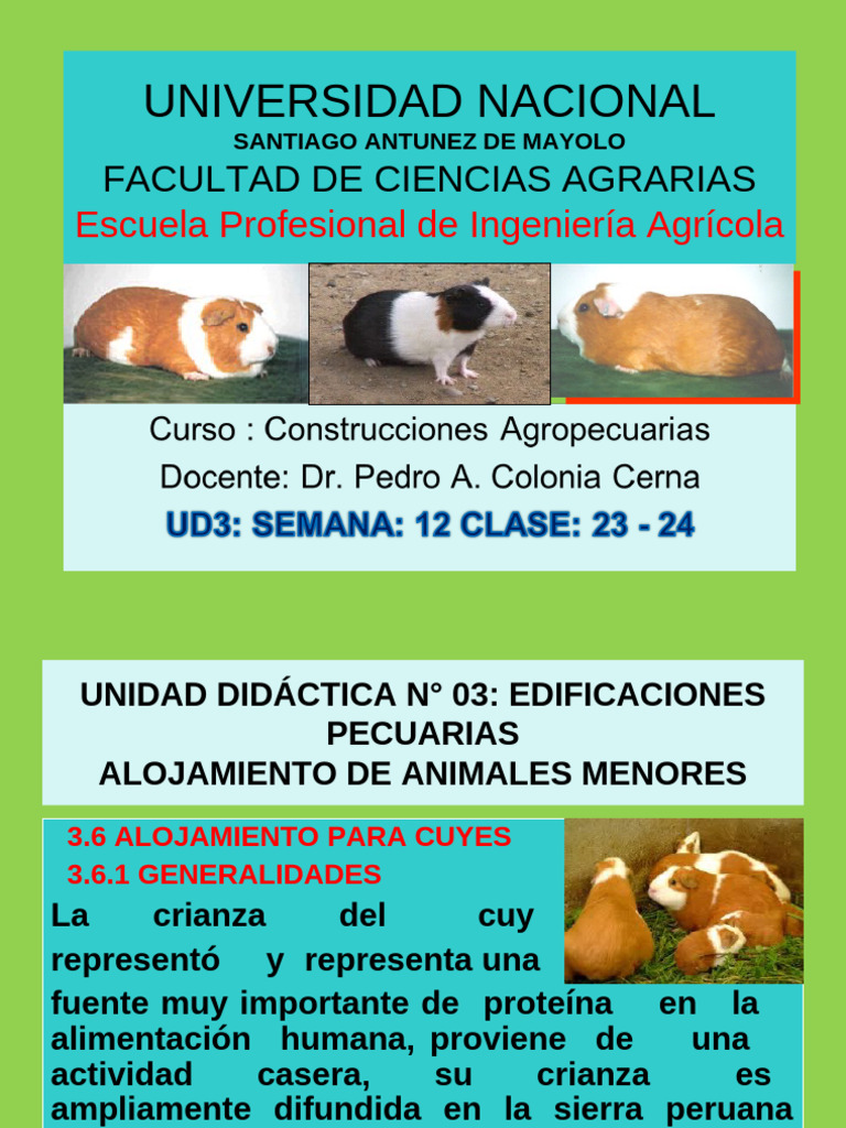 UD3- DIAPOSITIVA CUYES CLASE 23-24 | PDF | Conejillo de indias | Hembra