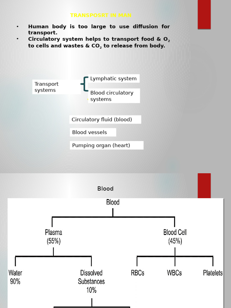 Circulatory 2024 | PDF | Blood | White Blood Cell