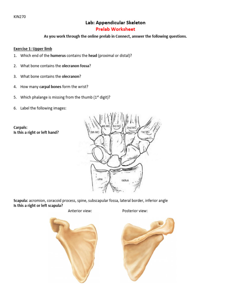 KIN 270 Lab Appendicular Skeleton PRELAB Worksheet | PDF