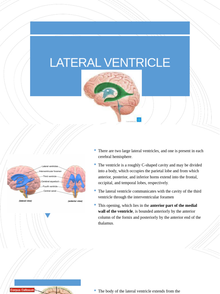 Lateral Ventricle | PDF | Brain | Cerebrum