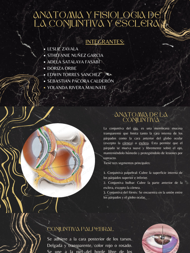 Anatomia y Fisiologia de La Conjuntiva y Esclera (1) | PDF | Epitelio | Ojo