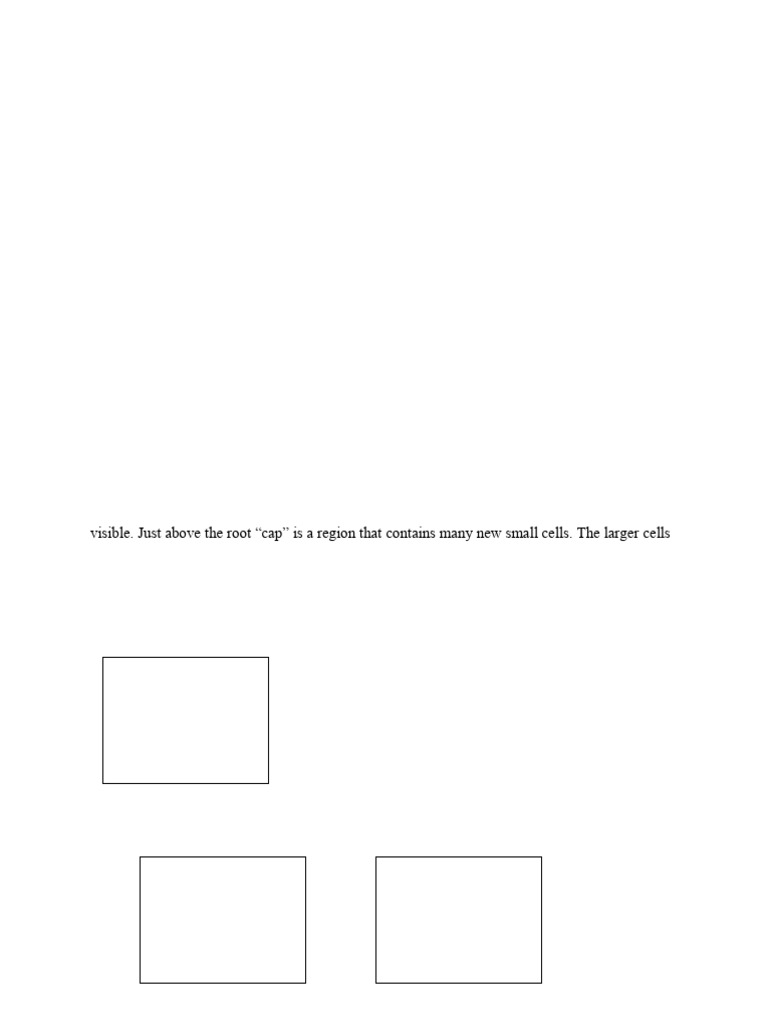 Biology Mitosis Lab | PDF | Mitosis | Genetics