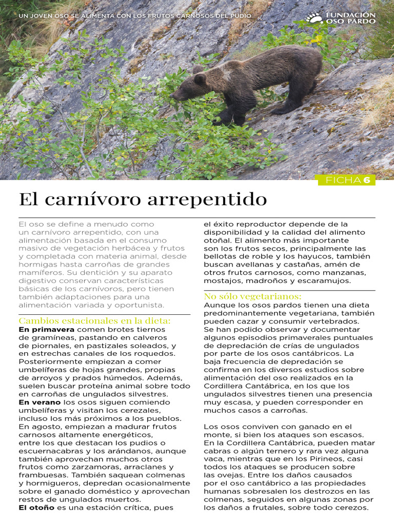 Dieta variada del oso pardo en primavera | PDF | Osos | Vacas