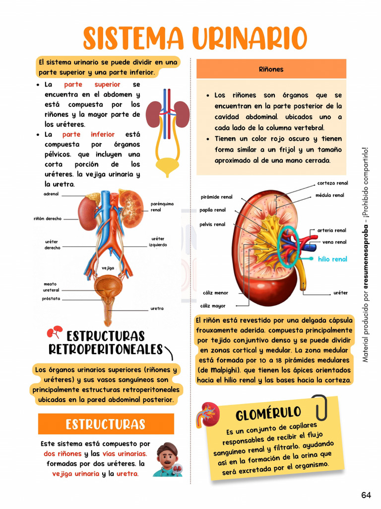 Sistema Urinario | PDF