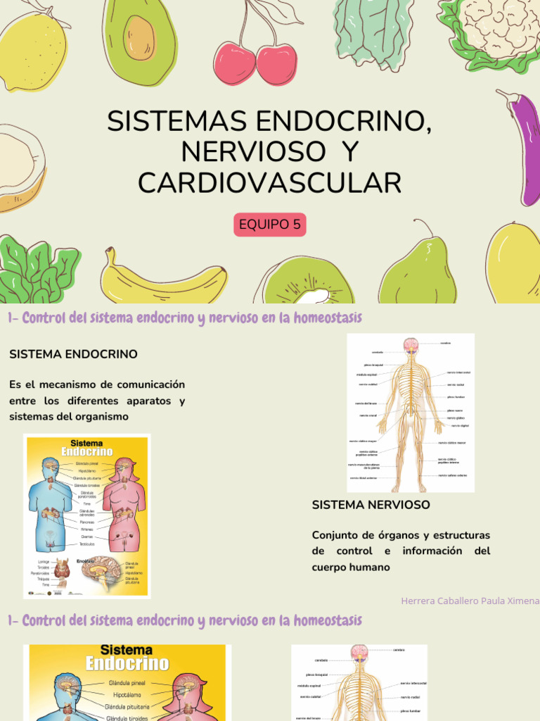 Sistema Endocrino, Nervioso y Cardiovascula | PDF | Glándula pituitaria ...