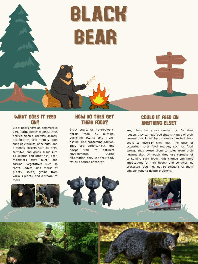 Presentación Alimentación Oso Negro | PDF | Foods | Bears