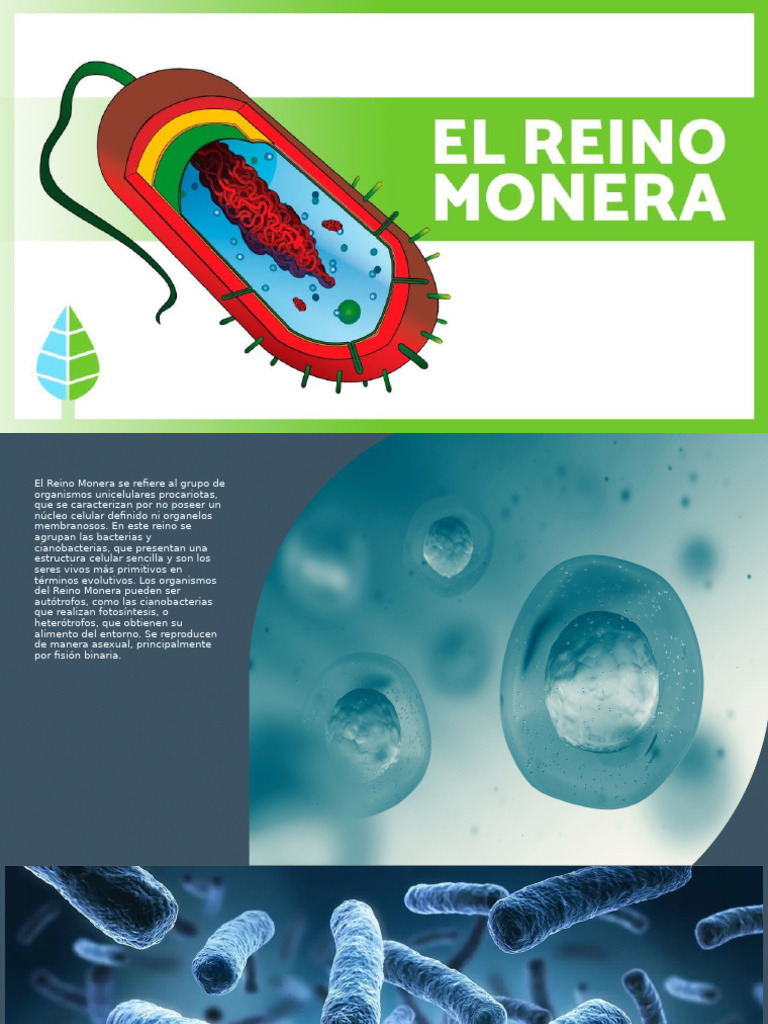 Daniel Biologia Reino Monera | PDF | Las bacterias | Cianobacterias