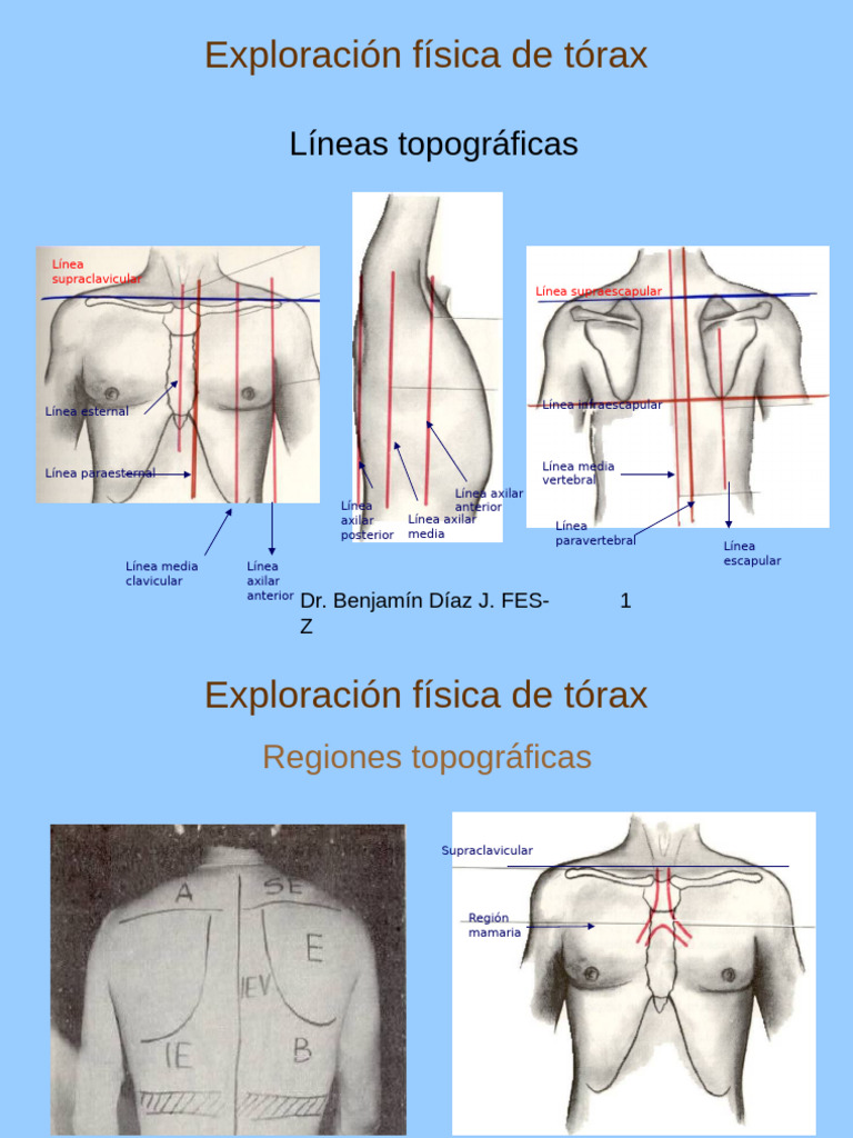 Exploración Física de Tórax | PDF | Medicina CLINICA | Tórax (anatomía ...