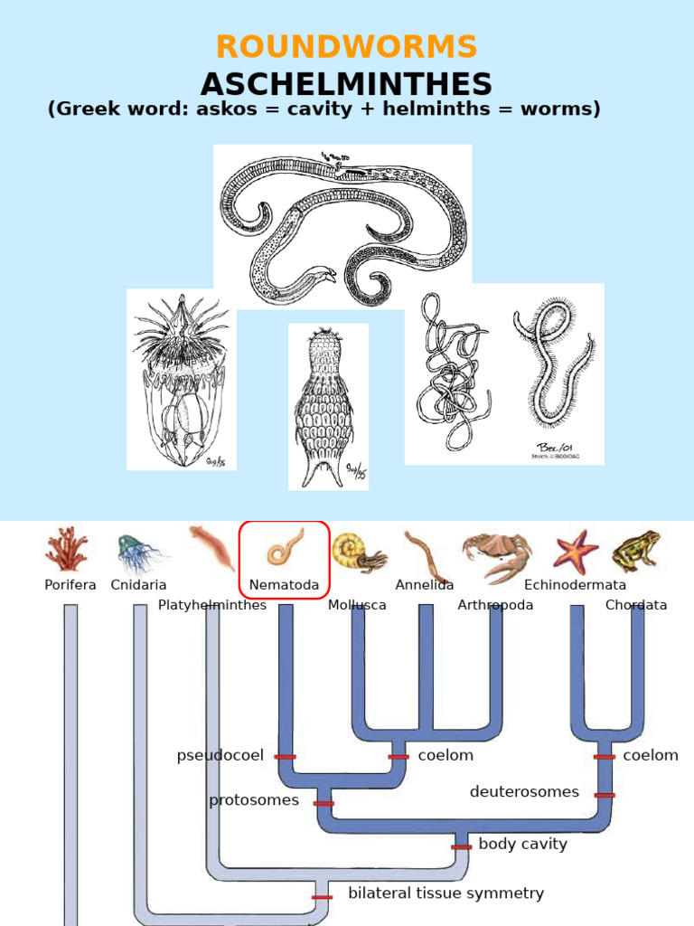 Roundworms: Characteristics and Life Cycle | PDF | Nematode