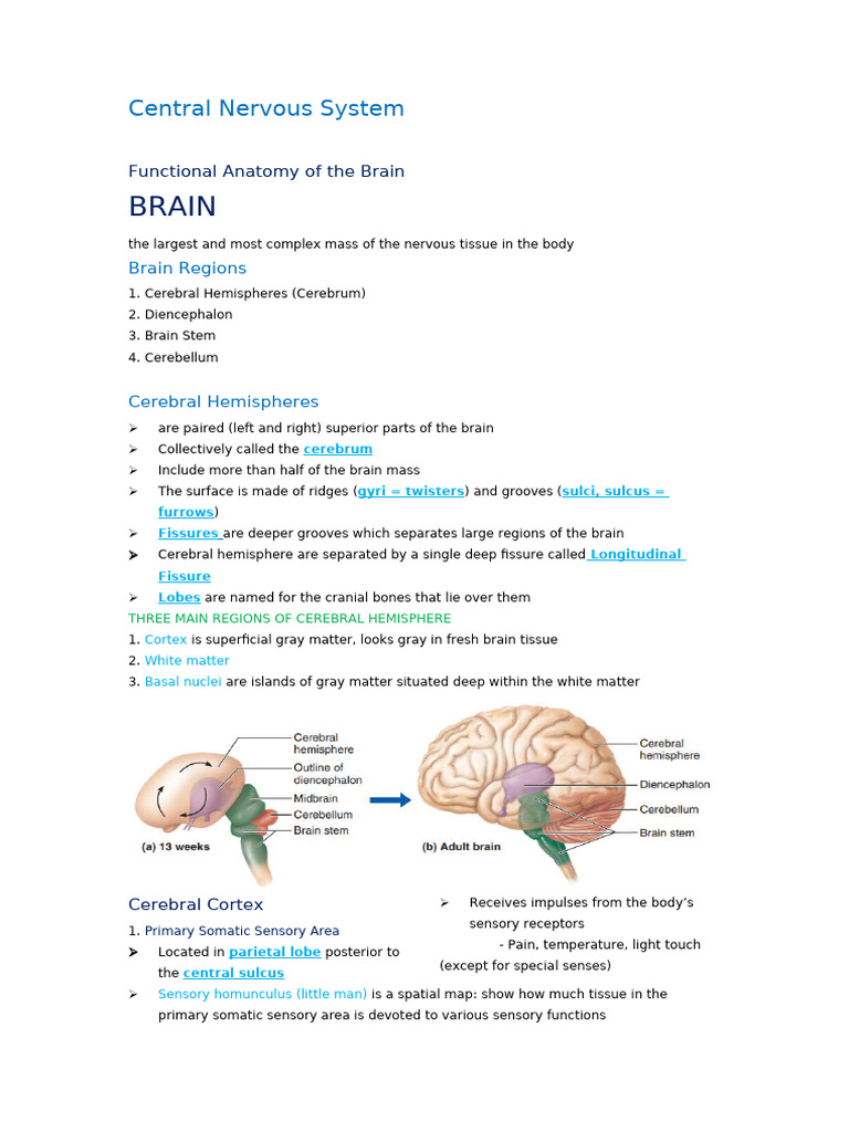 Brain Structure and Protective Layers | PDF | Cerebrum | Spinal Cord