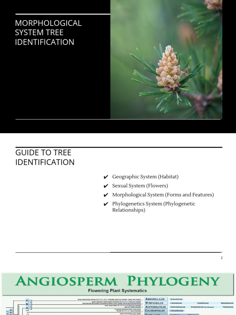 Tree Identification, Diversity, and Dominance | PDF | Leaf | Trees