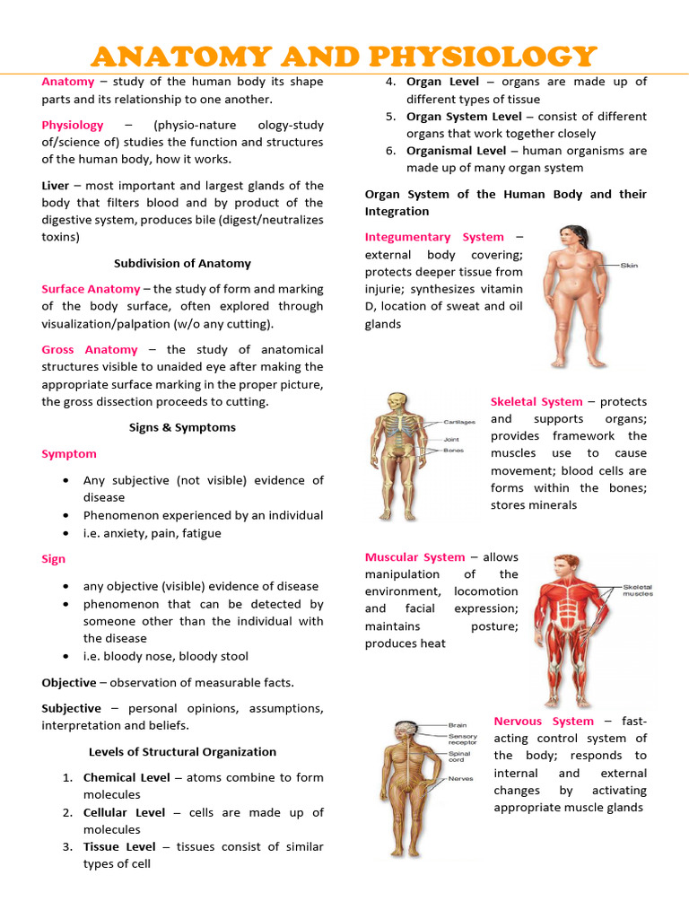 Human Anatomy and Physiology Overview | PDF | Human Body | Blood