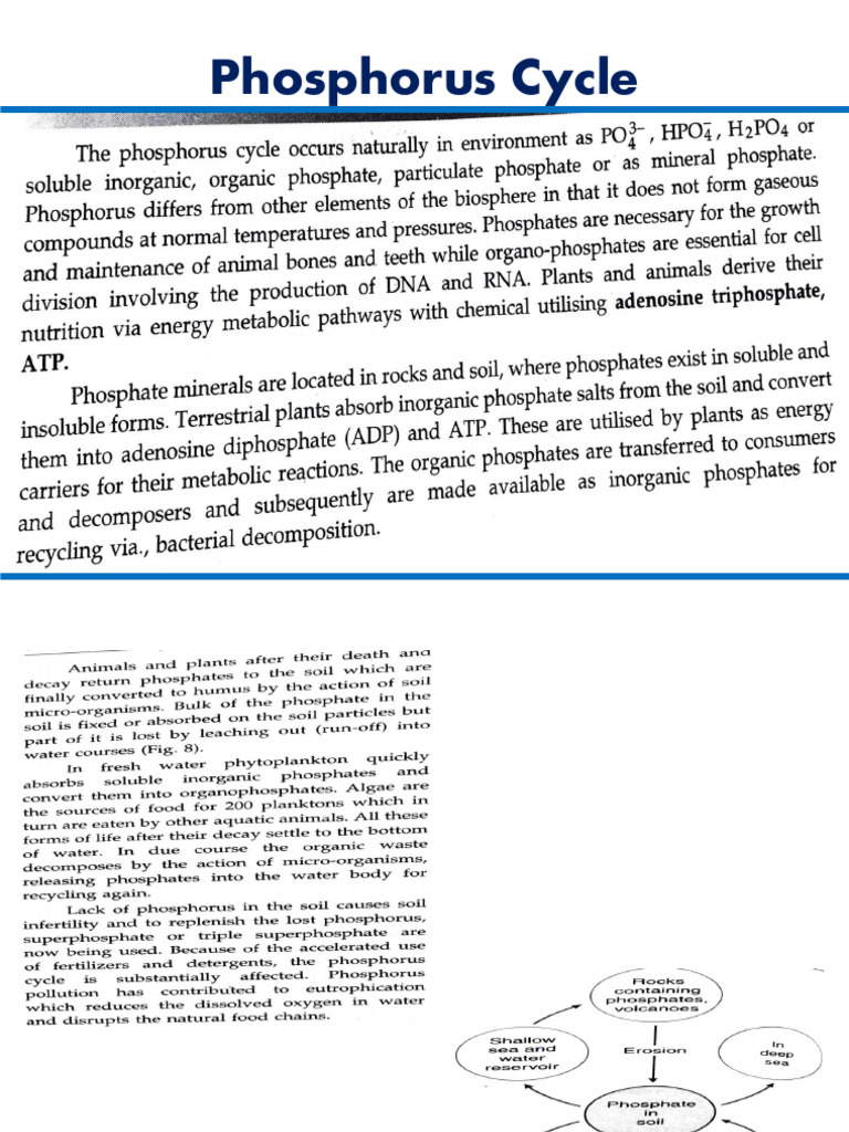 Phosphorus Sulphur Cycle | PDF